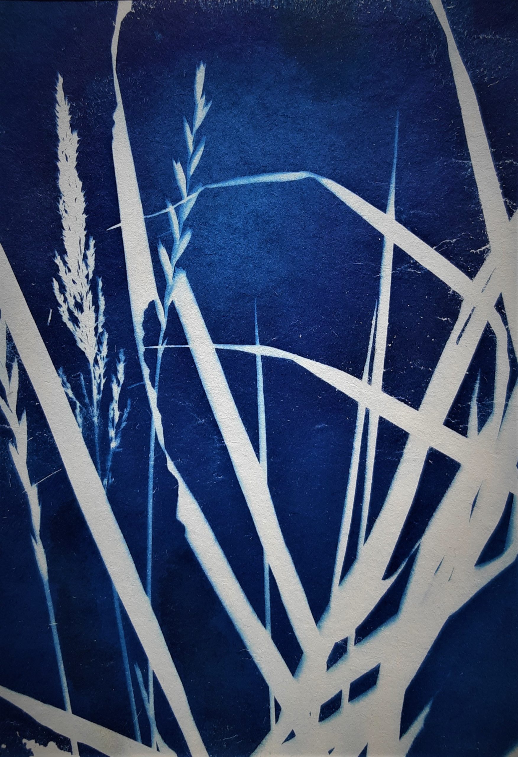 De la Porcelaine aux Cyanotypes | Artiste Plasticienne & Céramique 94